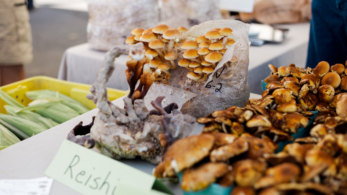 TCM Techniques｜Herbs Depo